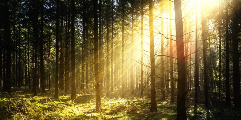 Klingsors Zaubermädchen 4 - Parsifal Full Opera - Emily Pogorelc